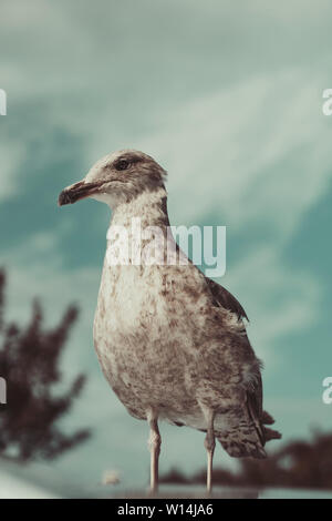 Big seagull flying in sky over mediterranean coast with warm light ...