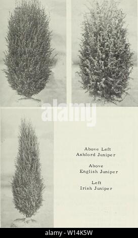 Thuja occidentalis drawing Stock Photo - Alamy