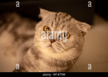 Closeup Scottish Fold Cat on Black Background Stock Photo - Alamy