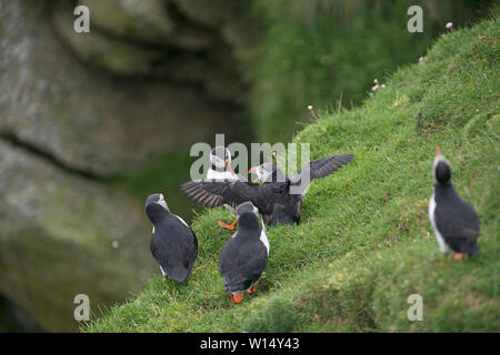Atlantic Puffins Fratercula arctica fighting on cliff at Hermaness NNR ...
