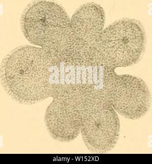. The development of Renilla. Sea pansies; Ctenophora; Cnidaria; Corals ...
