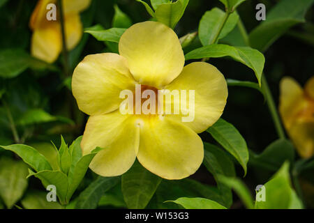 Beautiful Single Yellow Flower HD Image Close up Stock Photo - Alamy