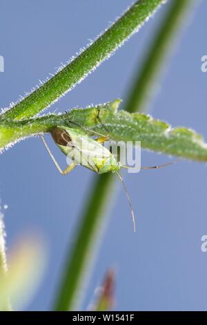 Potato capsid bug (Closterotomus norwegicus) at rest on blade of grass ...