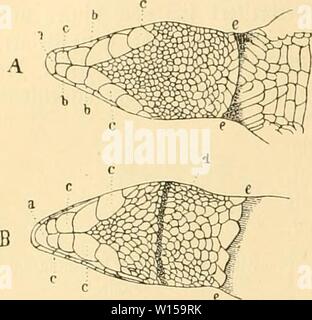 . Deutschlands Amphibien und Reptilien. Eine Beschreibung und ...