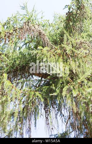 Western Larch (Larix occidentalis) close-up of bark, mature Perthshire ...