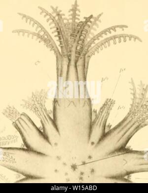 . The development of Renilla. Sea pansies; Ctenophora; Cnidaria; Corals ...