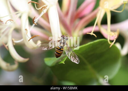 Various insects from Germany in high resolution and scanned with macro ...