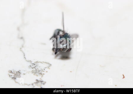 Various insects from Germany in high resolution and scanned with macro ...