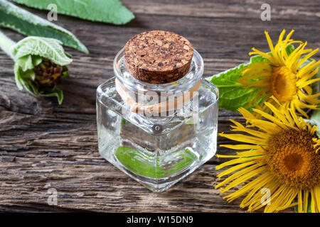 A bottle of elecampane essential oil with fresh Inula helenium flowers ...