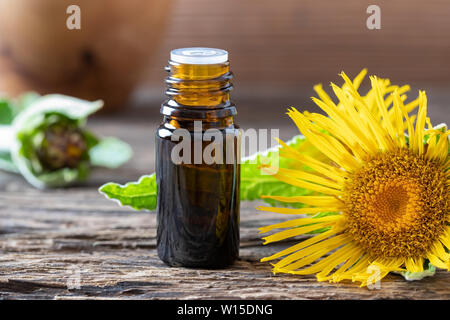 A bottle of elecampane essential oil with fresh Inula helenium flowers ...