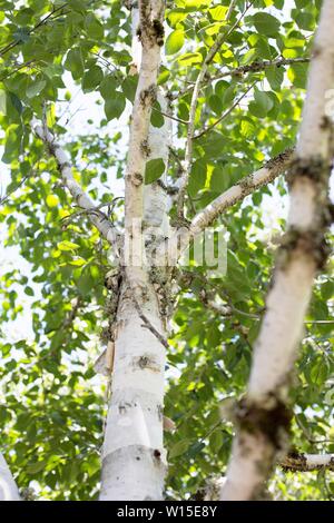 Betula utilis var. jacquemontii, also known as the Himalayan birch, is ...