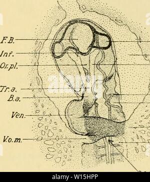Embryonic nervous system, illustration Stock Photo - Alamy