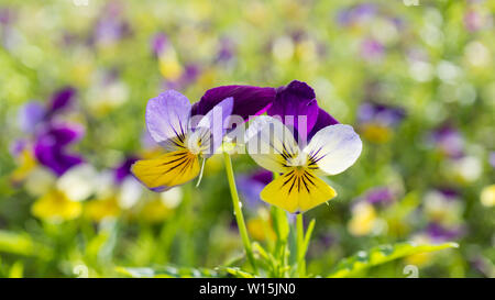Purple, yellow, field of violets outdoor garden Stock Photo - Alamy