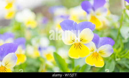 Purple, yellow, field of violets outdoor garden Stock Photo - Alamy