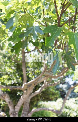 Negronne fig tree - ficus carica Stock Photo - Alamy