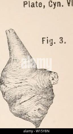 Descriptive Catalogue of the Tunicata in the Australian Museum, Sydney ...