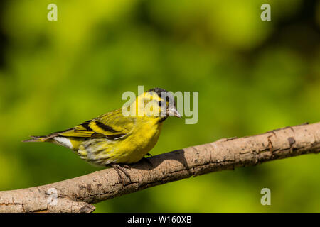 Siskin in late spring in mid Wales Stock Photo - Alamy