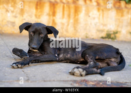 Street Dogs from Havana, Cuba Stock Photo - Alamy