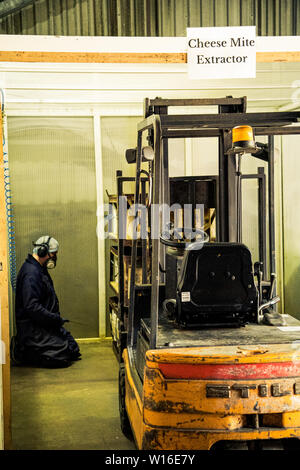 Cheese maker in protective mask checks ripening of cheese on shelves of ...