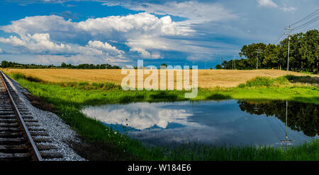 Wheat field bordered by trees in the distance on a sunny day in the ...
