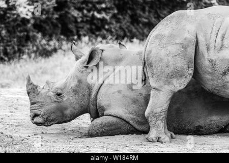 The rear end of a white rhino in South Africa Stock Photo: 2140258 - Alamy