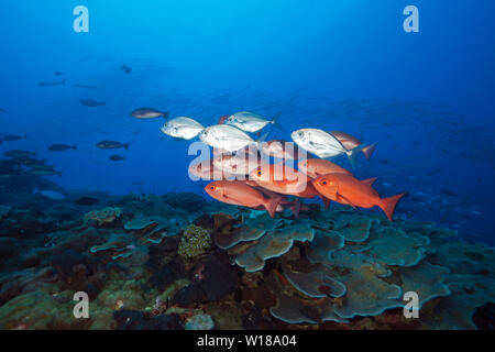 Shoal of Slender Pinjalo Snapper, Pinjalo lewisi, Tufi, Solomon Sea ...