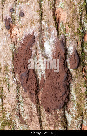 Chocolate tube slime molds (Stemonitis splendens). Called Hairy ...