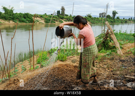 Laos, woman cultivates vegetable field near river, irrigation with ...