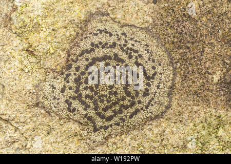 concentric boulder lichen (Porpidia crustulata Stock Photo - Alamy