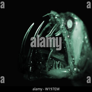 Chauliodus sloani, viperfish Stock Photo - Alamy