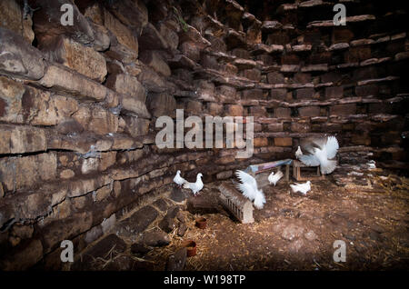 The interior of a medieval Dovecot where doves still live Stock Photo ...