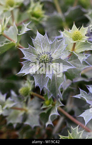 Sea holly or seaside eryngo (Eryngium maritimum) is a perennial plant ...