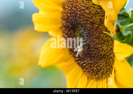 Close up view of bee collects nectar and pollen on a white blossoming ...