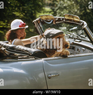 female Airedale Terrier Stock Photo - Alamy