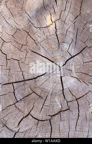 Close up Core Tree of Cut Tree Trunk Background. split into two parts ...