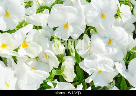 Fresh white Viola canadensis on green leaves background. White Viola in ...