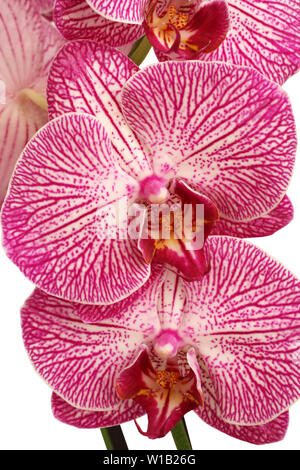 Selective focus of beautiful purple orchid flowers against a blurred ...