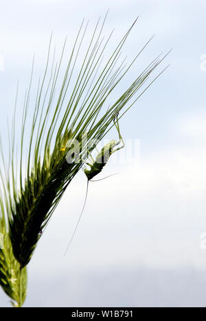 Locust on Wheat grain. Crop damage to whole grain harvest Stock Photo ...