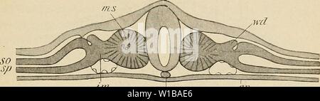A 1910 manual on human embryology focusing on the processes of cell ...