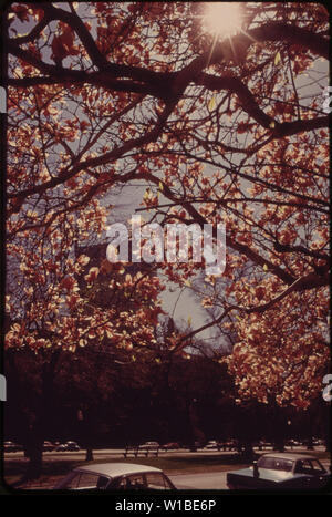 COMMONWEALTH AVENUE, BETWEEN ARLINGTON AND BERKELEY STREETS Stock Photo ...