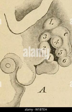 Human Embryo, External Ear Development Stock Photo - Alamy