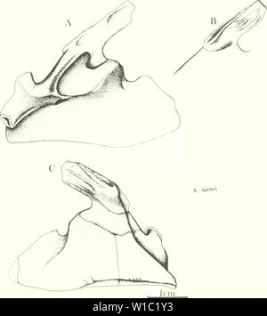 Pelvis, Posterior View, Illustration Stock Photo - Alamy