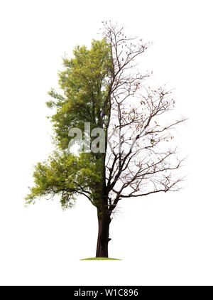 Concept of doubleness. Dead tree on one side and living tree on the ...