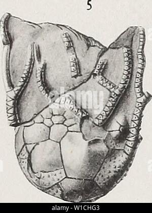 . The Devonian crinoids of the State of New York. Crinoidea, Fossil ...