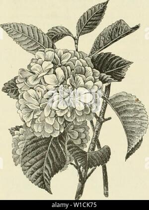 Image from page 68 of 'Our Boys in Ireland' Stock Photo - Alamy