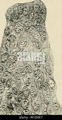 . The development of the albino rat, Mus norvegicus albinus. Embryology ...