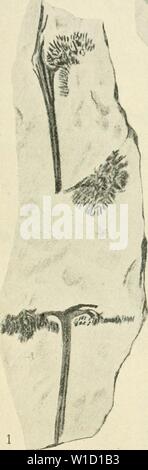 An image from the 1920 book 'A Study in Human Nature,' featuring an ...