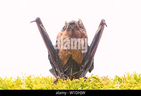 Mammals naturally capable of true and sustained flight. Bat emit ...