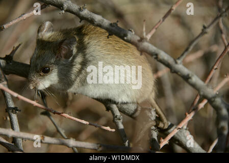 Black-tailed tree rat (Thallomys nigricauda), Kgalagadi Transfrontier ...