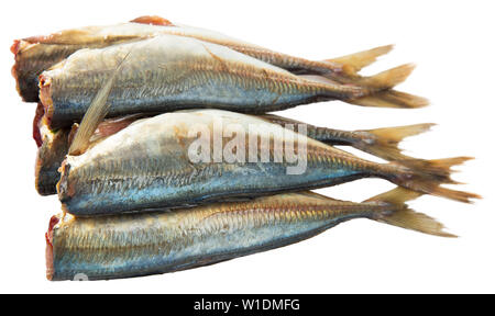 Raw gutted Atlantic horse mackerel. Isolated over white background ...